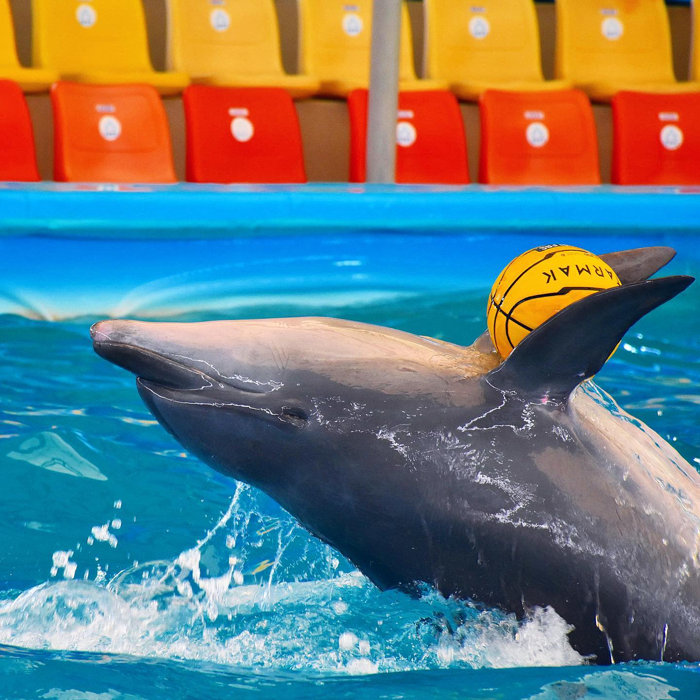 DOLPHIN BAY SHOW - Phoenix taxi phuket